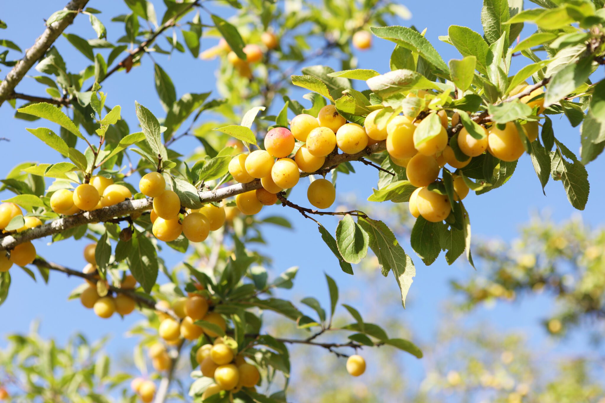 Prunier Mirabelle de Nancy